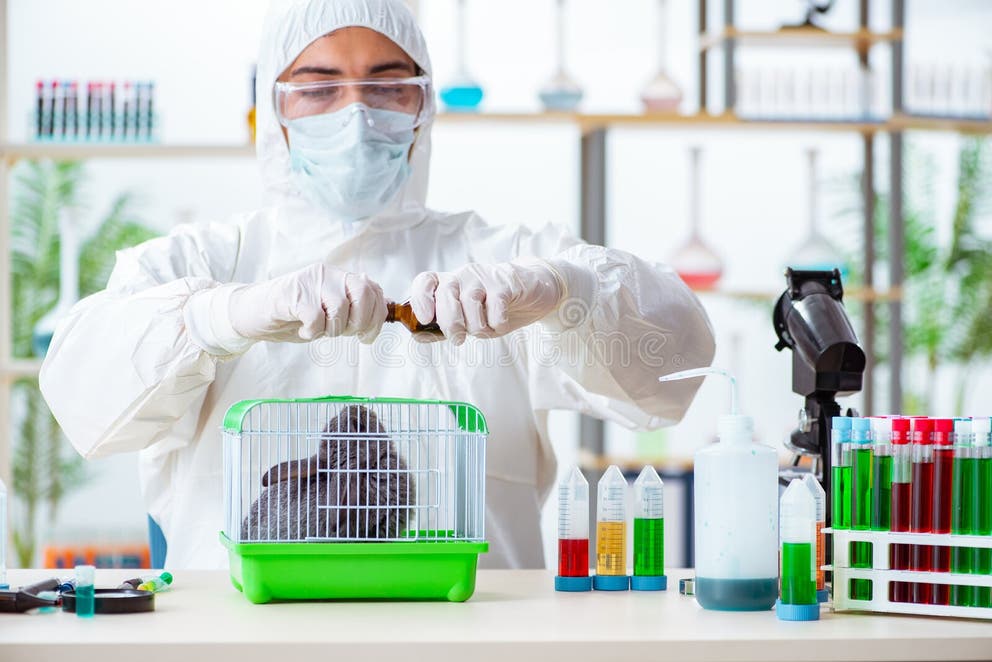 The Scientist Doing Testing on Animals Rabbit Stock Photo - Image of ...