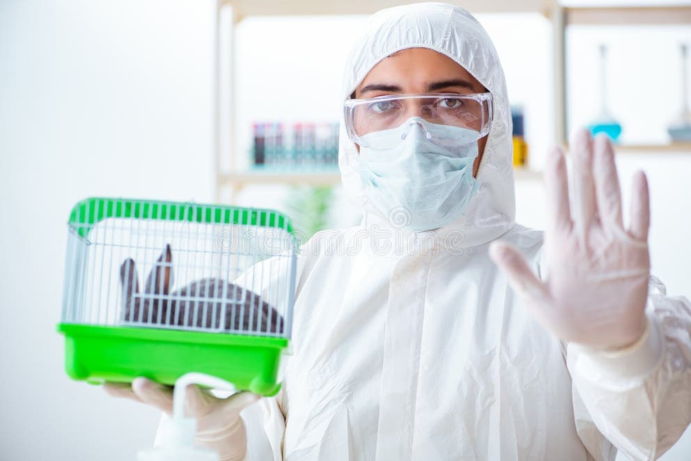 The Scientist Doing Testing on Animals Rabbit Stock Photo - Image of ...