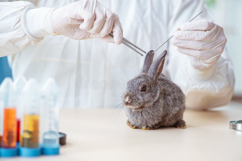 The Scientist Doing Testing on Animals Rabbit Stock Photo - Image of ...