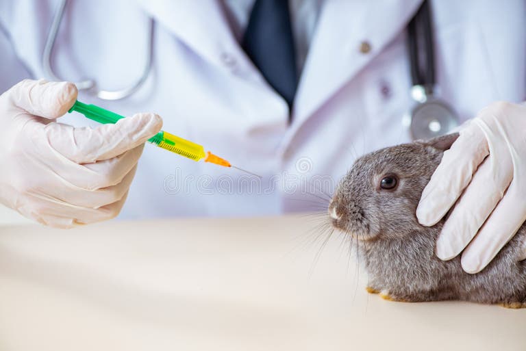 The Scientist Doing Testing on Animals Rabbit Stock Photo - Image of ...