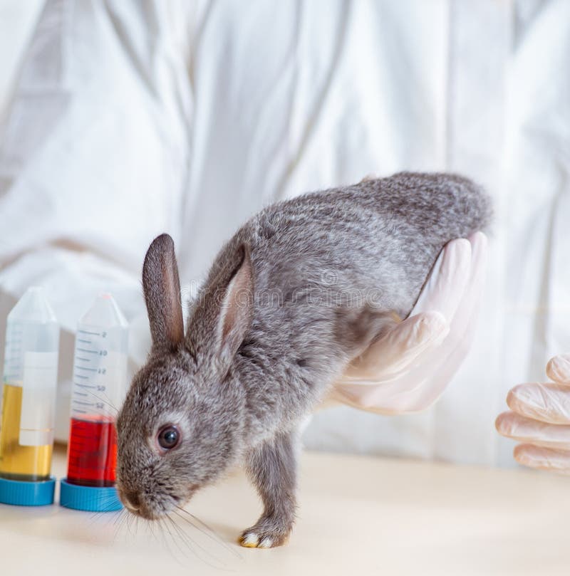 Scientist Doing Testing on Animals Rabbit Stock Photo - Image of ...