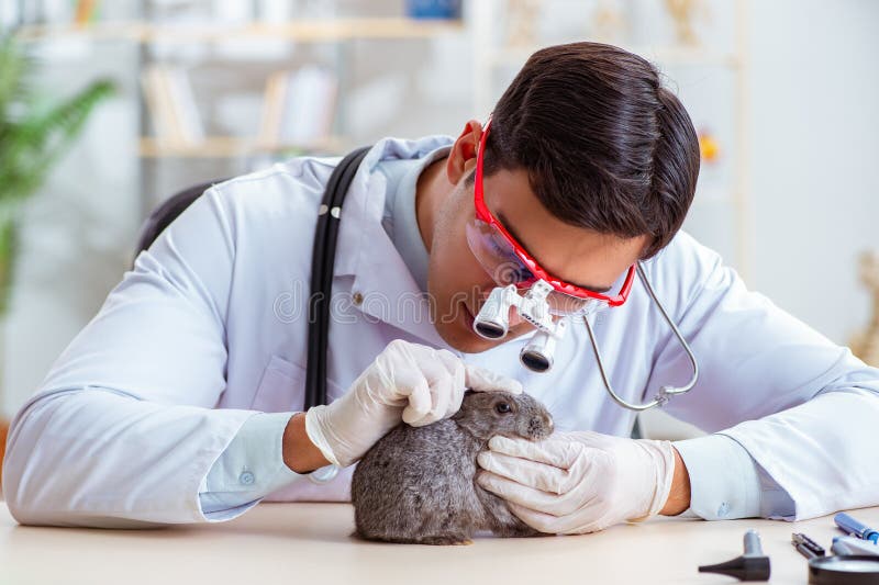 Scientist Doing Testing on Animals Rabbit Stock Image - Image of ...