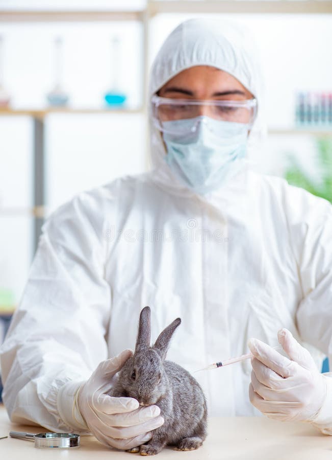 Scientist Doing Testing on Animals Rabbit Stock Photo - Image of ...