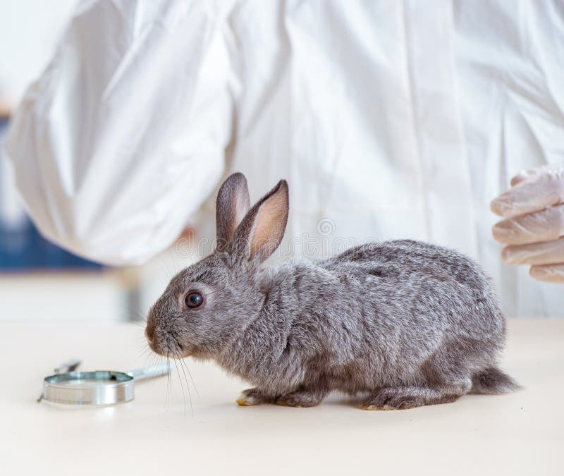 450 Rabbit Testing Stock Photos - Free & Royalty-Free Stock Photos from ...