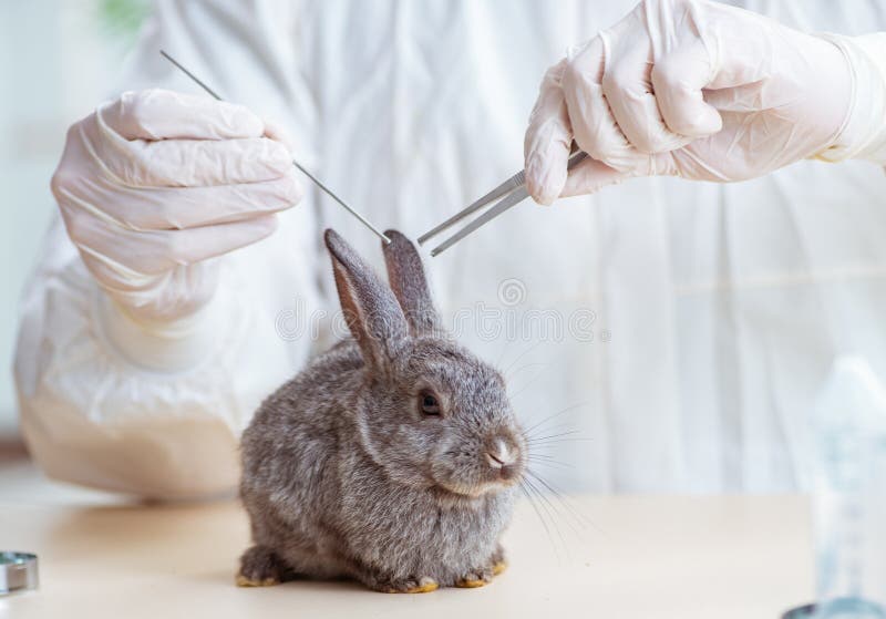 Scientist Doing Testing on Animals Rabbit Stock Photo - Image of ...