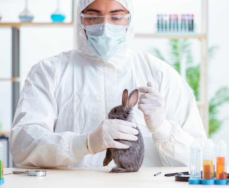 Scientist Doing Testing on Animals Rabbit Stock Image - Image of ...