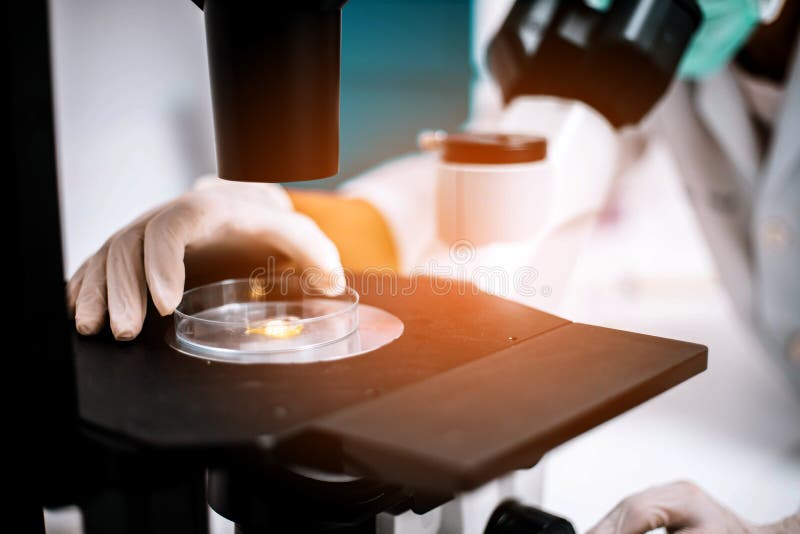 Scientist Drop of Yellow Liquid on Plate at Microscope Stock Photo ...