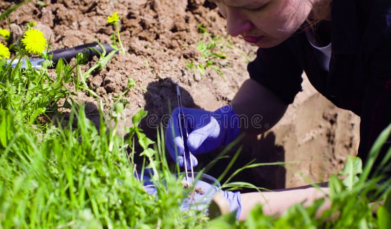 Scientist Ecologist on the Meadow Taking Samples of Soil Stock Photo ...