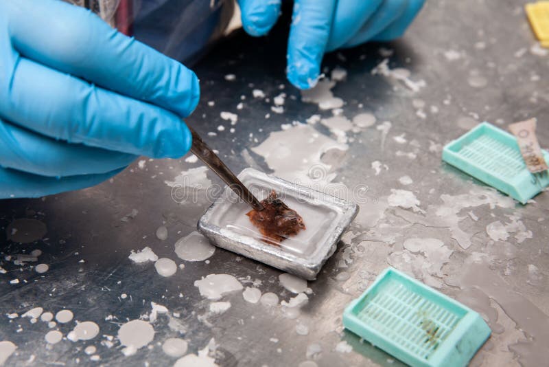 Scientist Embedding Tissues in Paraffin Blocks for Sectioning ... Scientist Embedding Tissues in Paraffin Blocks for Sectioning ...