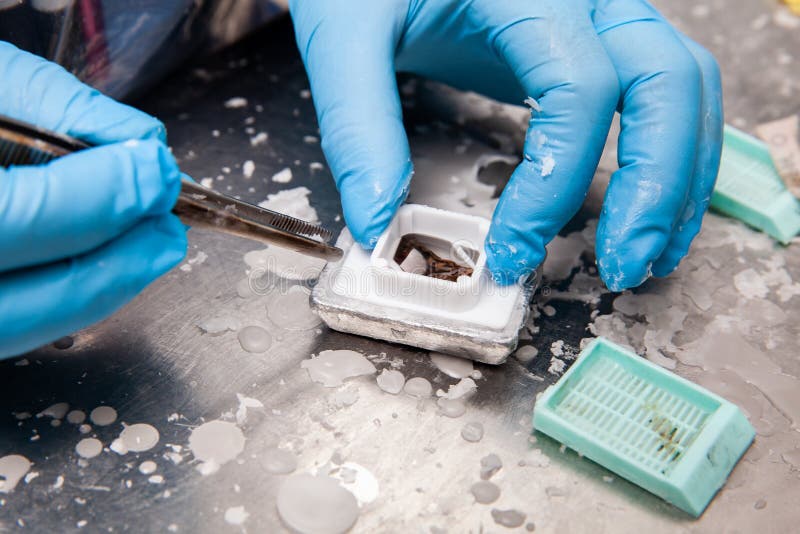 Scientist Embedding Tissues in Paraffin Blocks for Sectioning ... Scientist Embedding Tissues in Paraffin Blocks for Sectioning ...