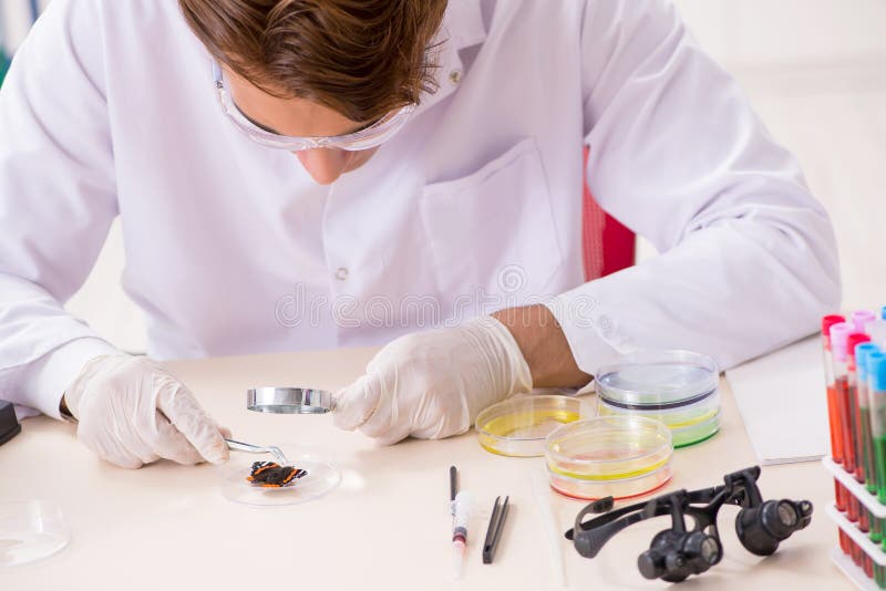 The Scientist Entomologist Studying New Butterfly Species Stock Image ...