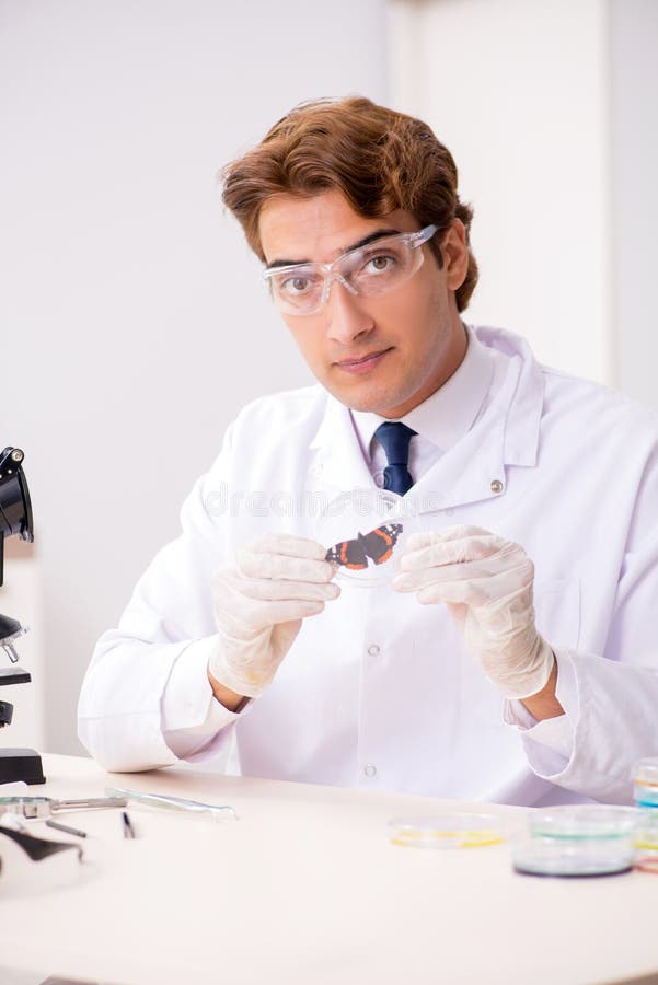 The Scientist Entomologist Studying New Butterfly Species Stock Photo ...