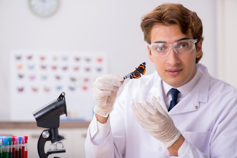 The Scientist Entomologist Studying New Butterfly Species Stock Photo ...