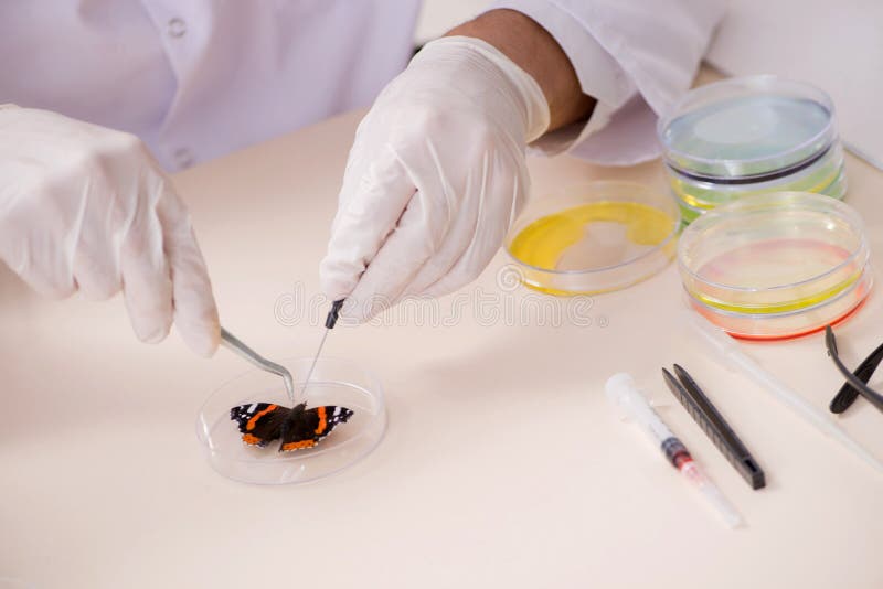 The Scientist Entomologist Studying New Butterfly Species Stock Image ...