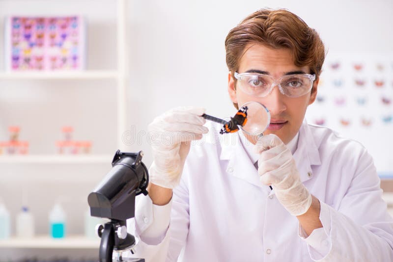 The Scientist Entomologist Studying New Butterfly Species Stock Image ...