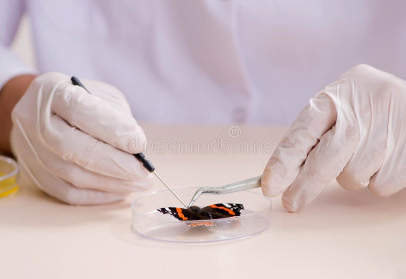 Scientist Entomologist Studying New Butterfly Species Stock Image ...