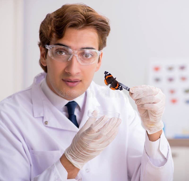 The Scientist Entomologist Studying New Butterfly Species Stock Image ...