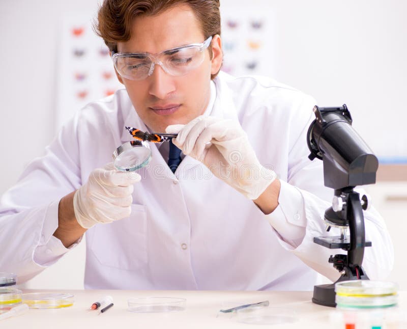 Scientist Entomologist Studying New Butterfly Species Stock Image ...