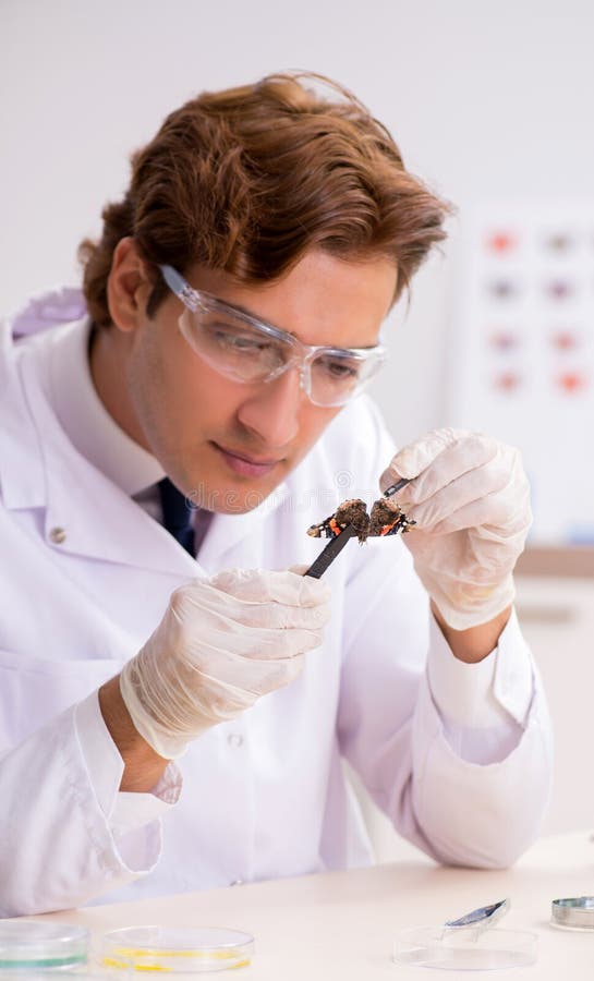 Scientist Entomologist Studying New Butterfly Species Stock Photo ...