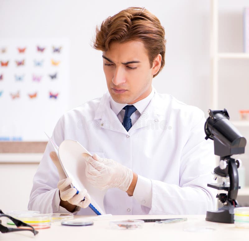 Scientist Entomologist Studying New Butterfly Species Stock Photo ...