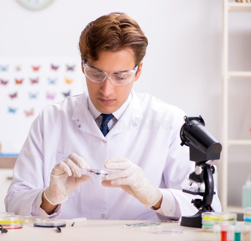 Scientist Entomologist Studying New Butterfly Species Stock Photo ...