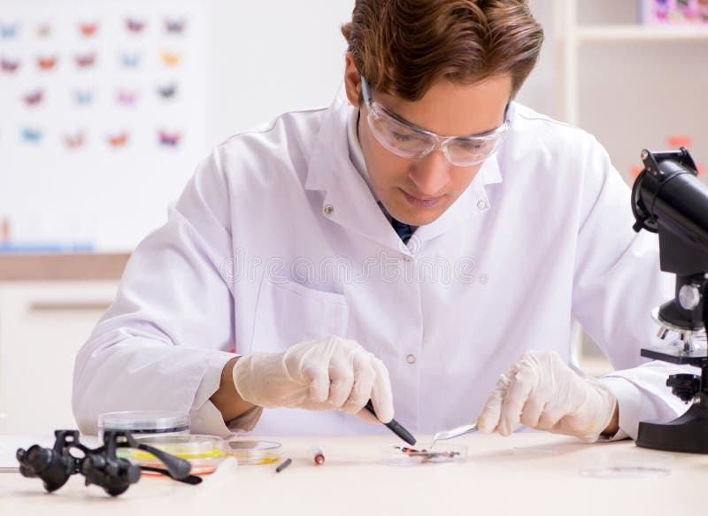 Scientist Entomologist Studying New Butterfly Species Stock Image ...