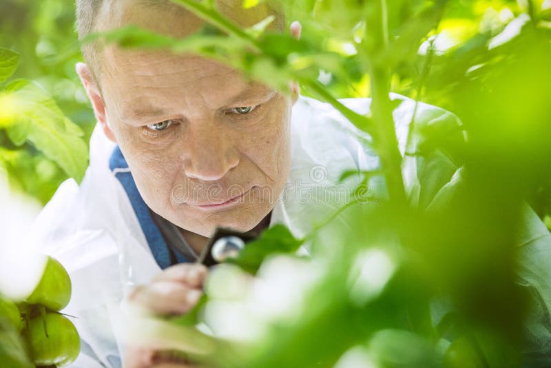 Scientist Examines the Insecticide Stock Image - Image of farmer ...