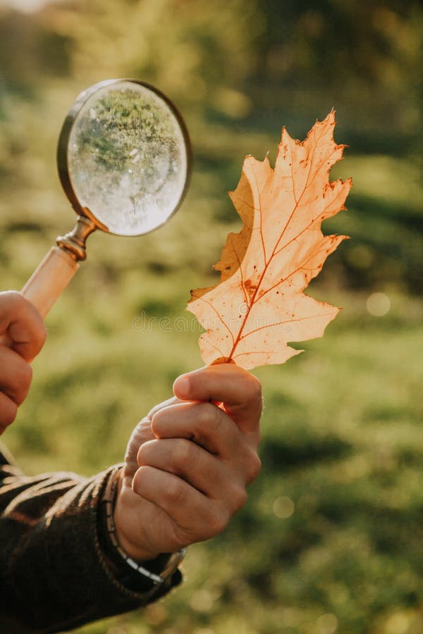 Scientist Examines Leaf of Tree through Magnifying Glass Stock Photo ...