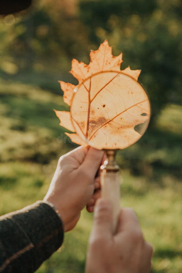 Scientist Examines Leaf of Tree through Magnifying Glass Stock Photo ...