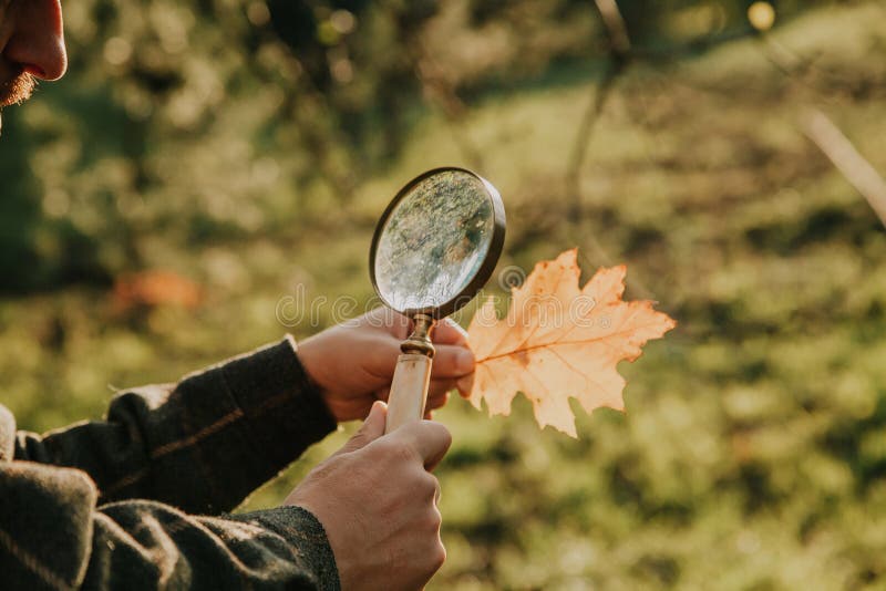 Scientist Examines Leaf of Tree through Magnifying Glass Stock Photo ...