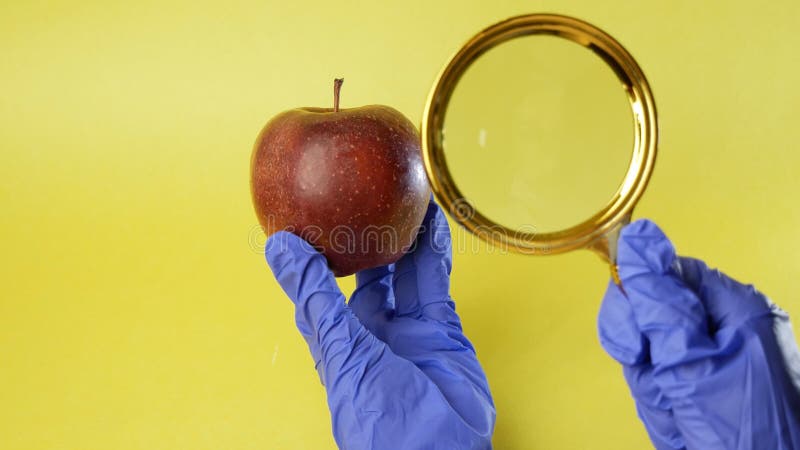 Scientist Examining a Big Red Apple, Genetically Engineered Food ...