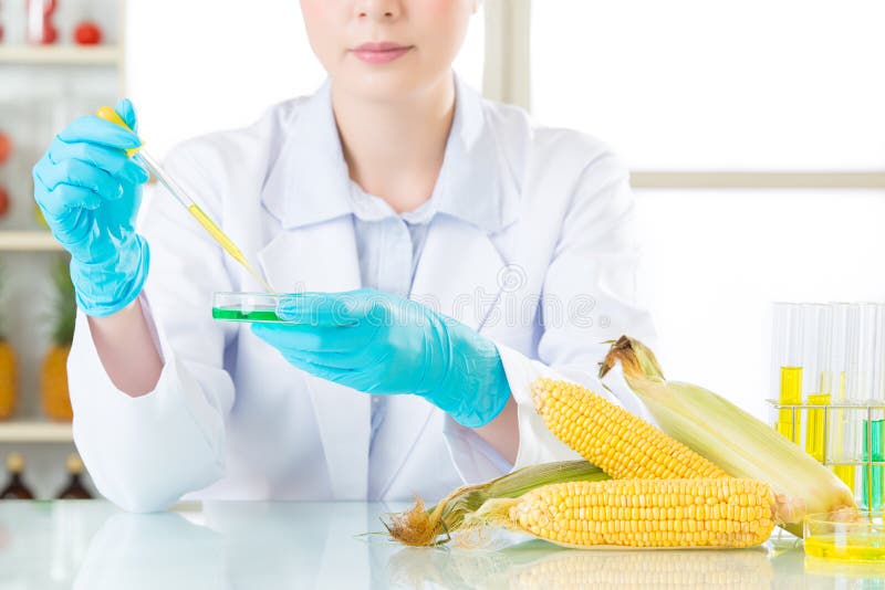 Scientist Examining Corn Genetic Modification Research Stock Image ...