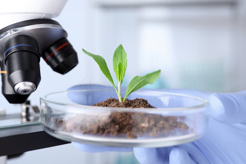 Scientist Examining Green Plant with Microscope in Laboratory Stock ...