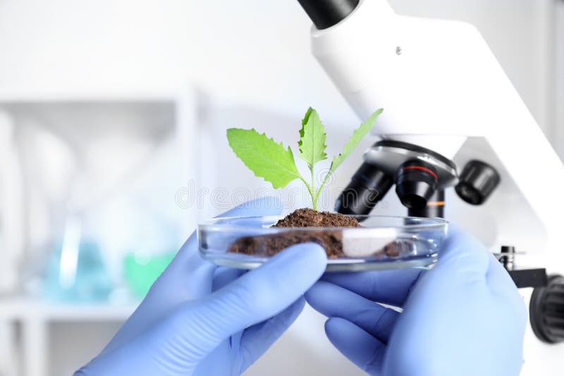 Scientist Examining Green Plant with Microscope in Laboratory Stock ...