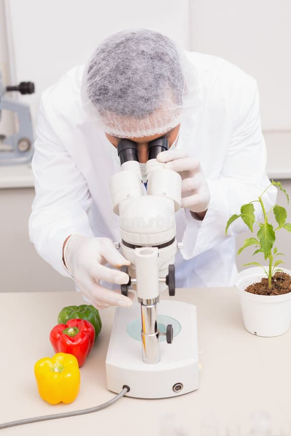 Scientist Examining Peppers with Microscope Stock Image - Image of ...