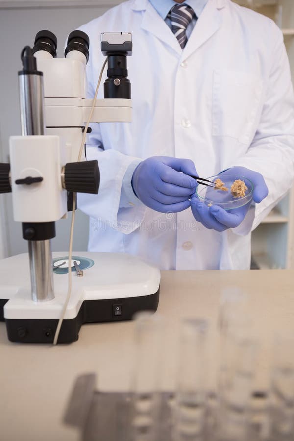 Scientist Examining Pieces of Bread Stock Photo - Image of medicine ...