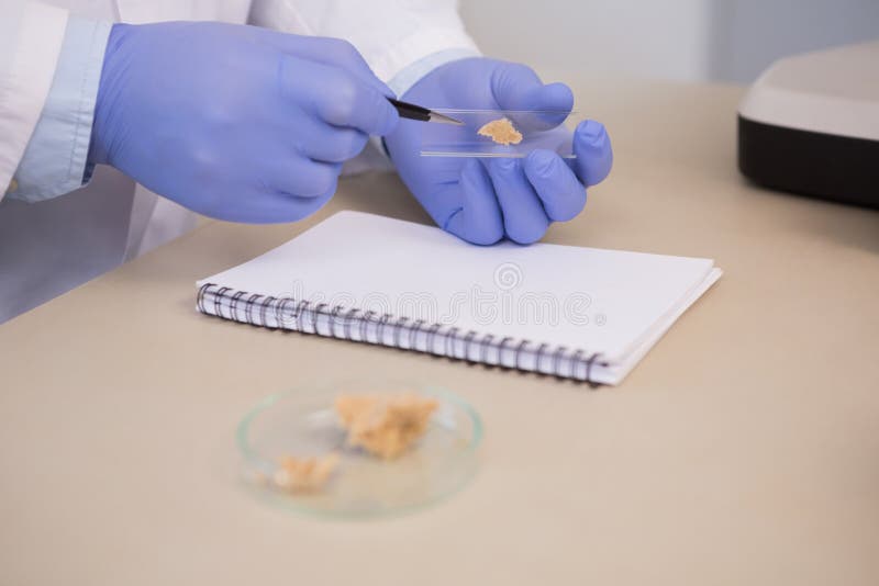 Scientist Examining Pieces of Bread Stock Photo - Image of petri ...