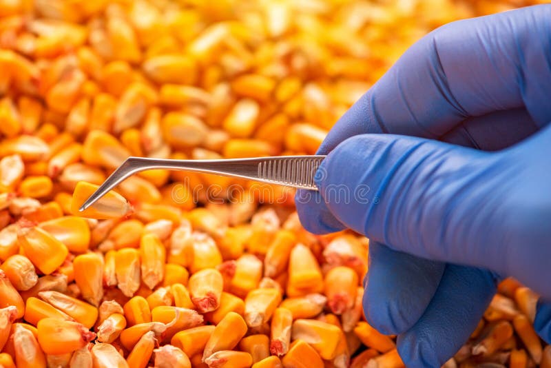 Examination Food Corn Quality Stock Image - Image of hand, agriculture ...
