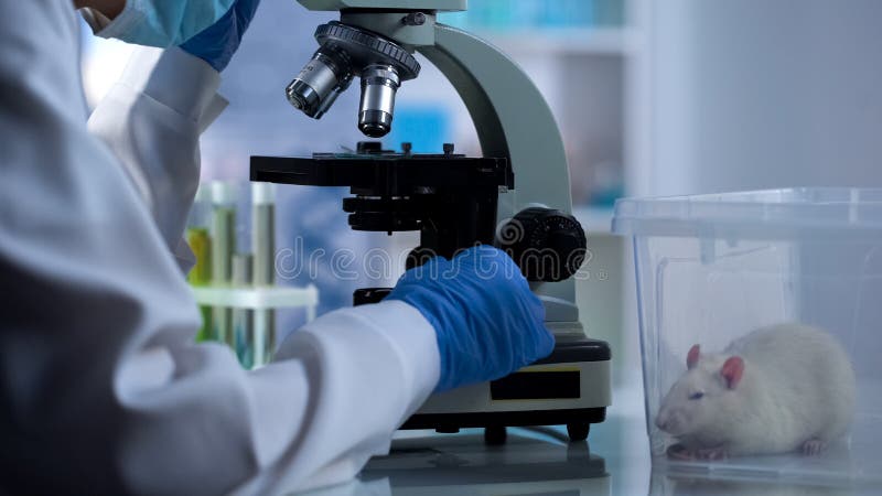Lab Scientist Examining Sample through Microscope, Test Rat Sleeping in ...