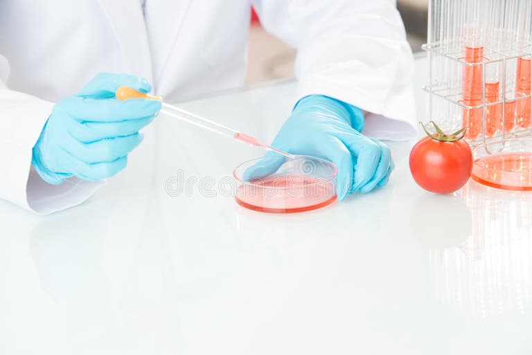 Scientist Examining Tomato Genetic Modification Research Stock Image ...