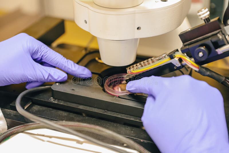 Scientist Hand Making Laboratory Research. Stock Photo - Image of ...