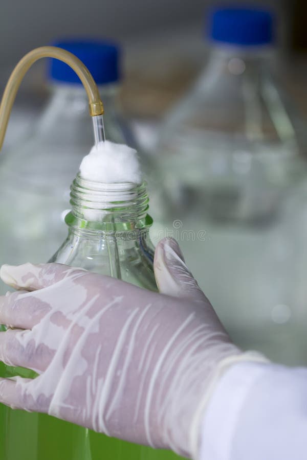 Plankton Culture Lab Stock Photos - Free & Royalty-Free Stock Photos ...