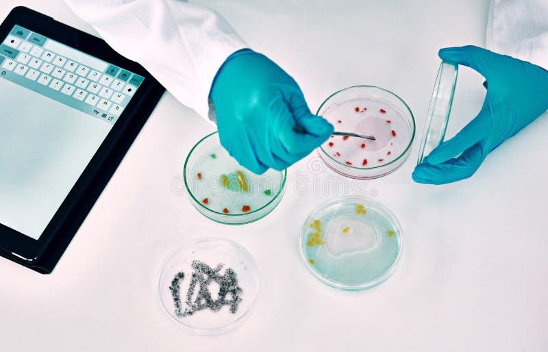 Scientist, Hands and Sample with Petri Dish in Lab for Experiment ...