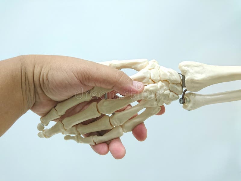 Scientist Handshake with Human Skeleton Model Stock Photo - Image of ...