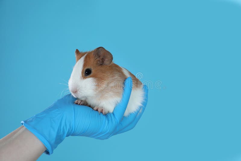 Scientist with Guinea Pig in Chemical Laboratory, Closeup. Animal ...