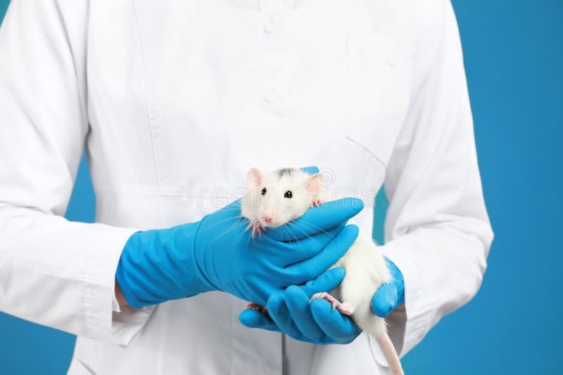Scientist Holding Laboratory Rat on Blue Background Stock Photo - Image ...