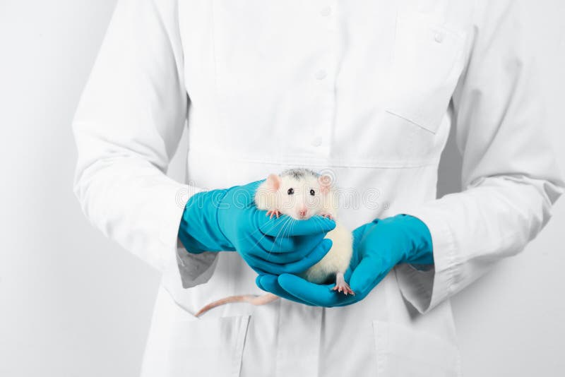Scientist Holding Laboratory Rat, Closeup Stock Photo - Image of coat ...