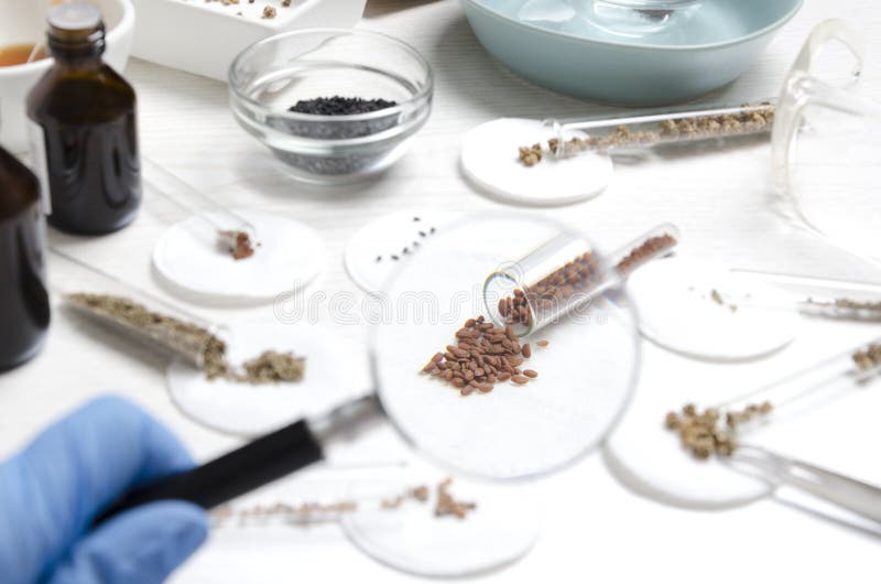 Concept of Laboraty and Testing New Seeds.Man As a Professional ...