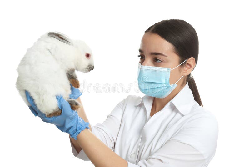 208 White Rabbit Animal Testing Stock Photos - Free & Royalty-Free ...