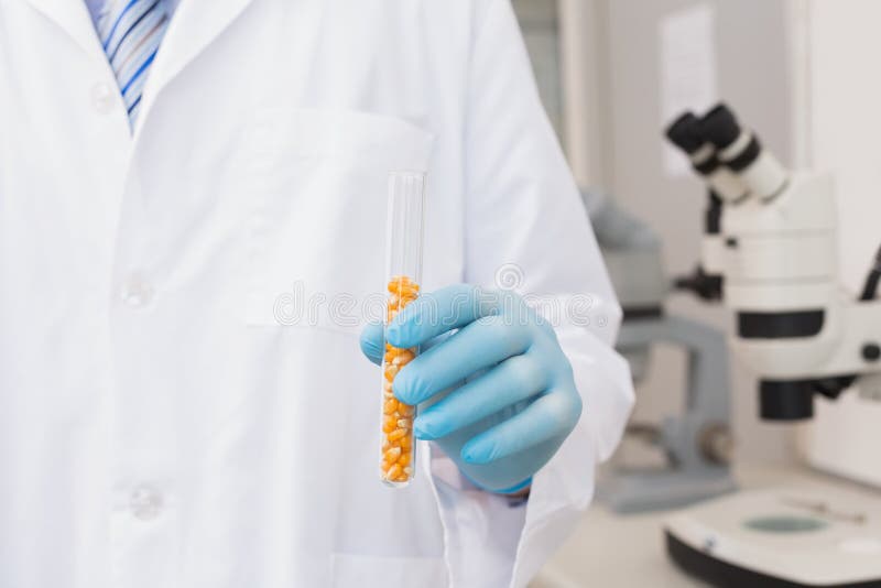 Scientist Holding Test Tube with Corn Inside Stock Photo - Image of ...